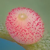 Natural History Photography | Wild Macro